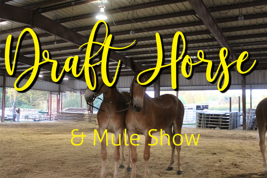 Draft Horse & Mule Show – Smith County Fair